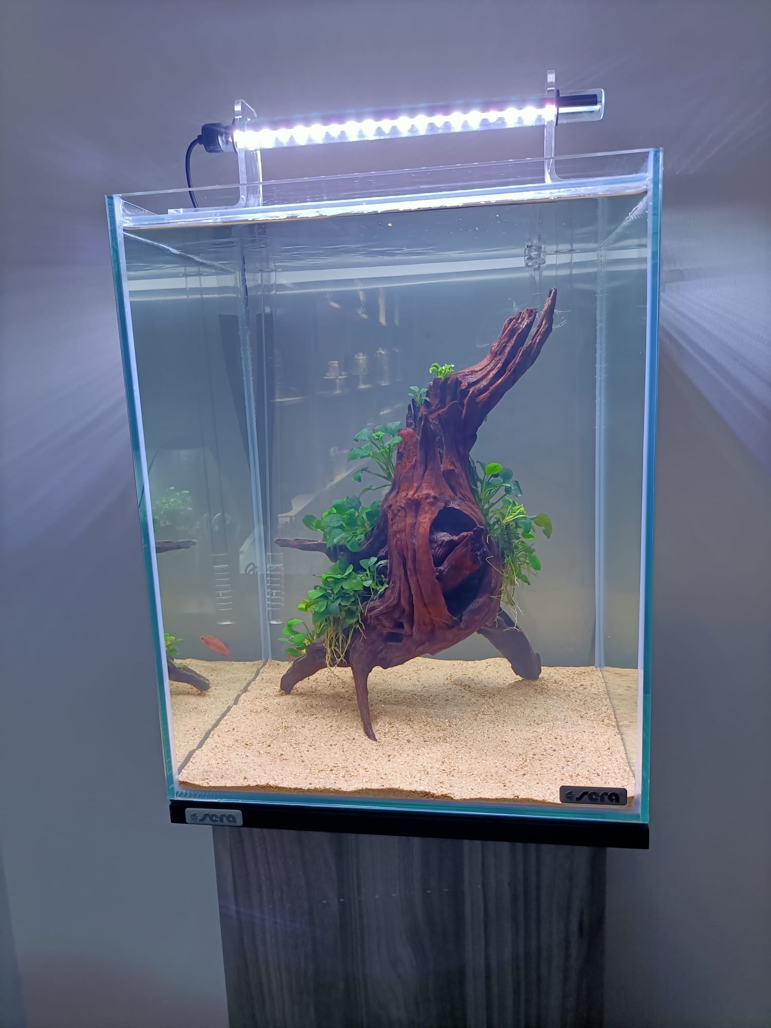 Noticias – Page 2 – FiremouthAquaristic