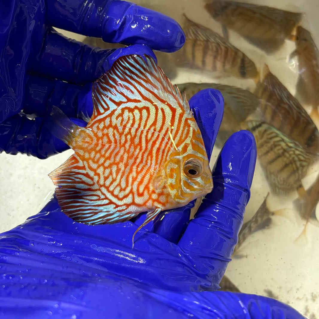 Tienda especializada en acuariofilia y acuario biotopo ...