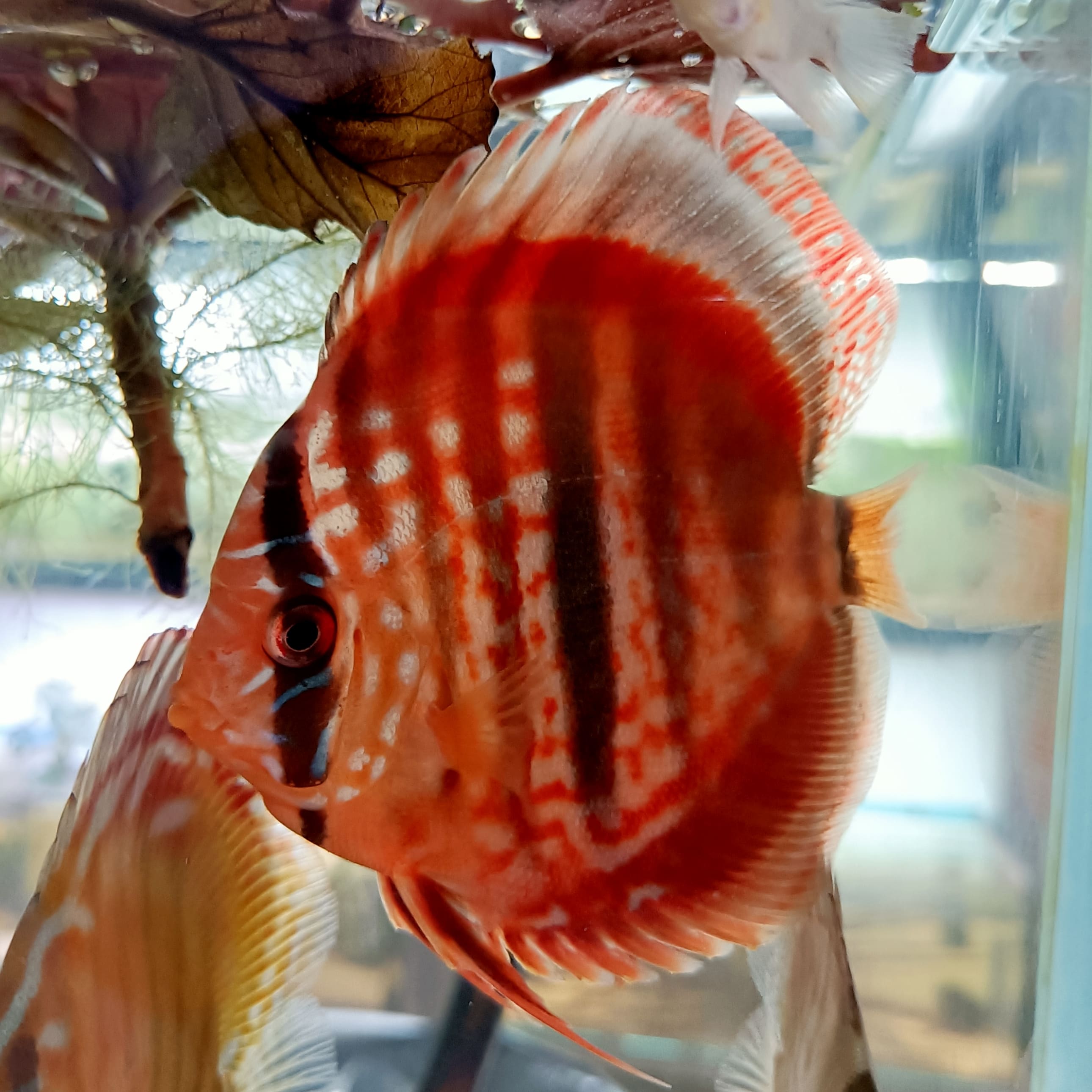 Disco Red Ica 9-11cm – FiremouthAquaristic