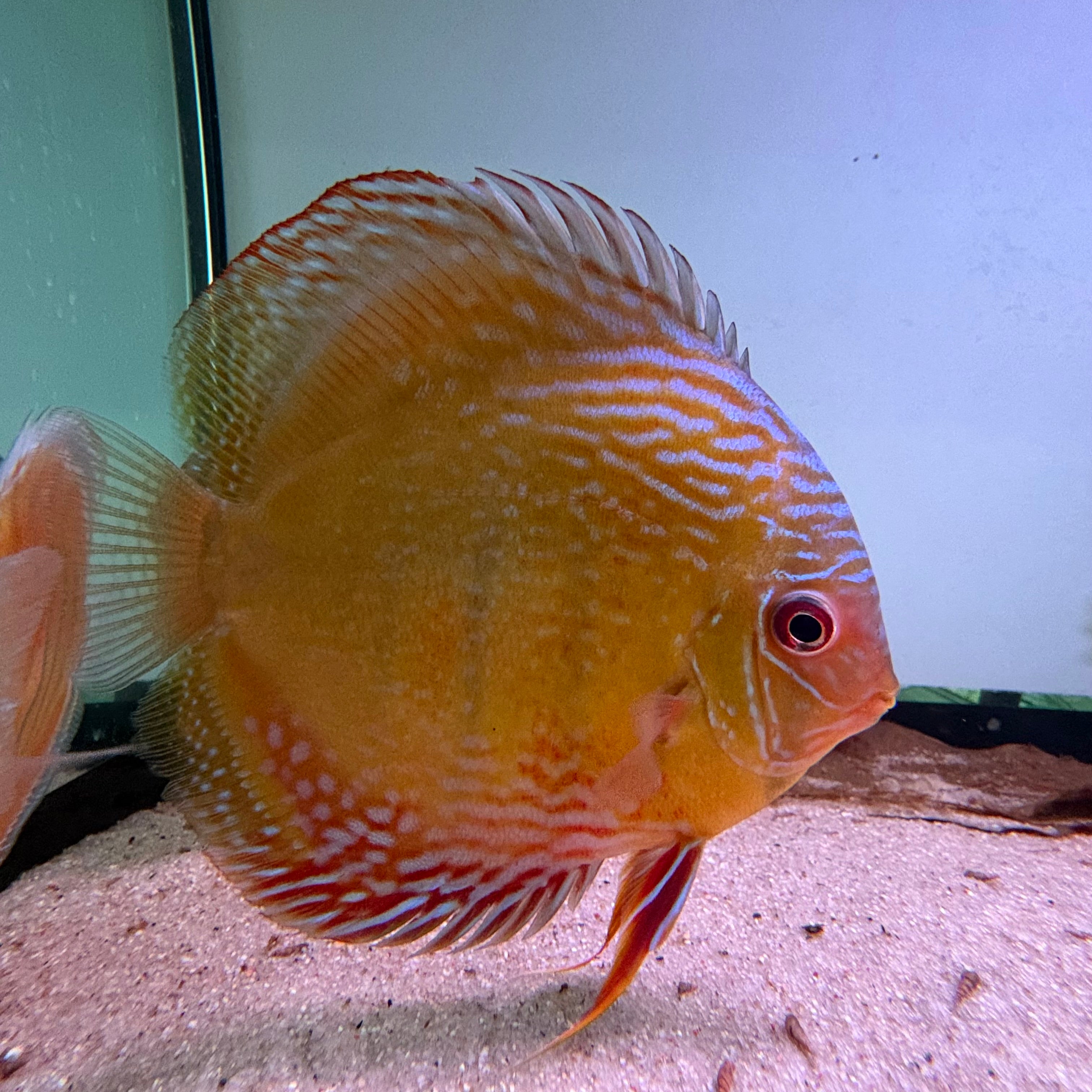 Symphysodon discus semi royal red base + 15cm ejemplar nº 1 - Hudson C ...