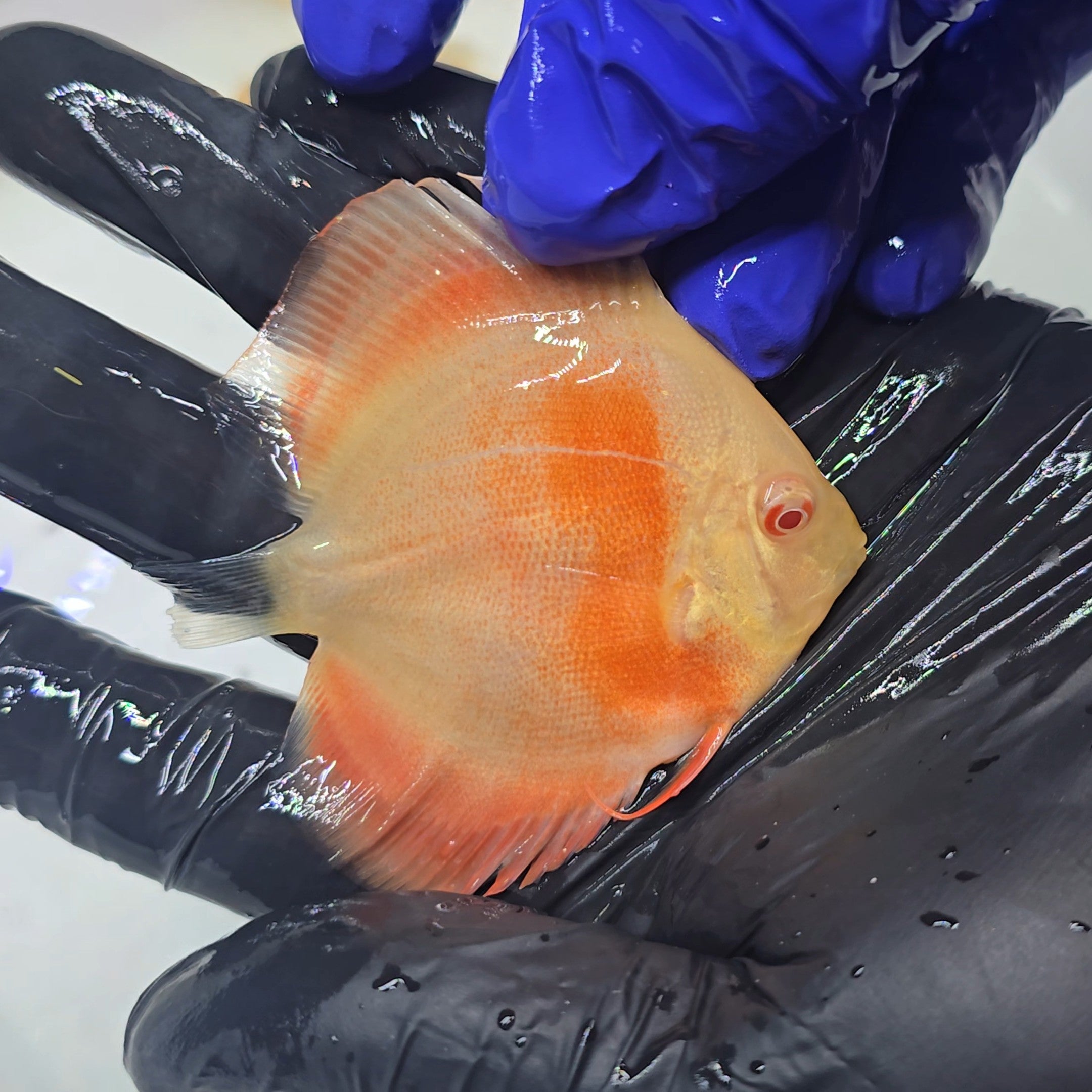 Disco Alenquer Albino 7cm - Winson Lau – FiremouthAquaristic