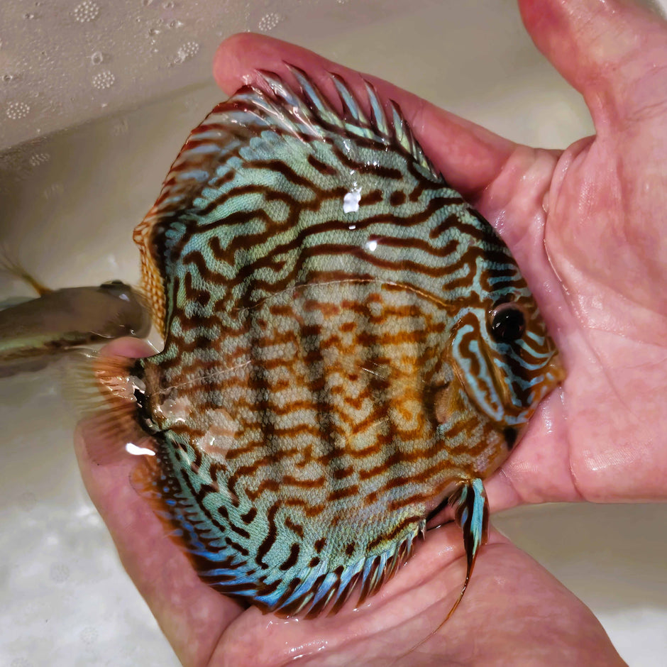 Tienda especializada en acuariofilia y acuario biotopo ...