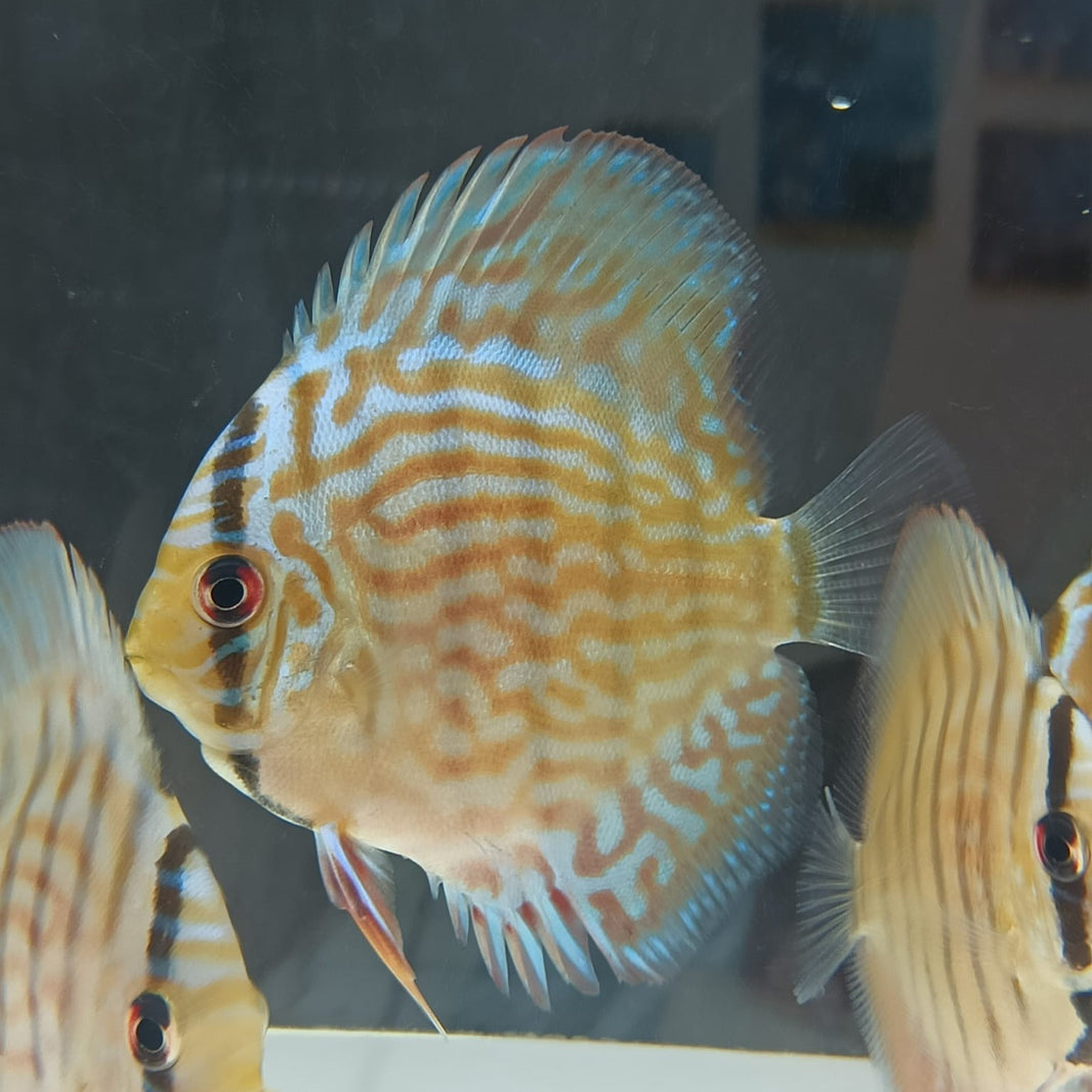 Tienda especializada en acuariofilia y acuario biotopo ...