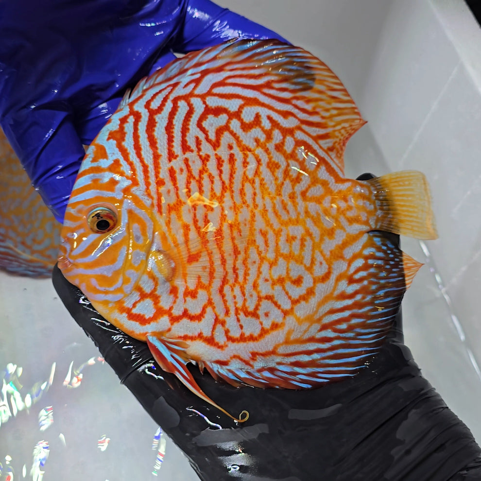 Disco White Tiger Turquesa + 15cm – FiremouthAquaristic