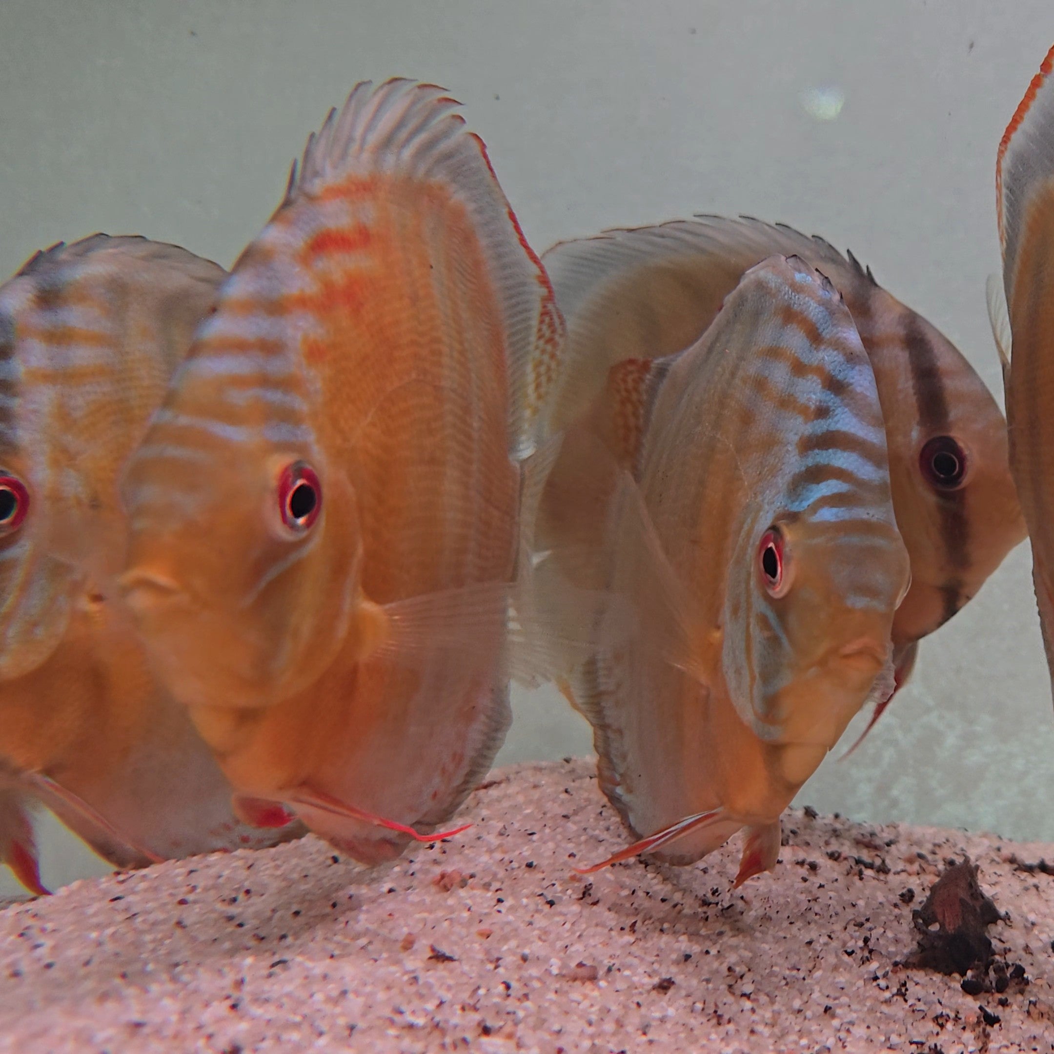 Disco Wild Green Tefé 14cm – FiremouthAquaristic