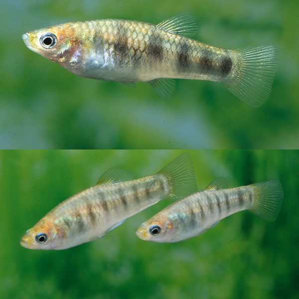 Limia Islai – FiremouthAquaristic