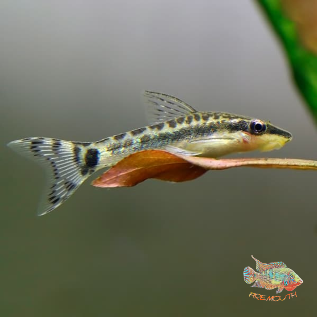Otocinclus Affinis | freshwater fish – FiremouthAquaristic