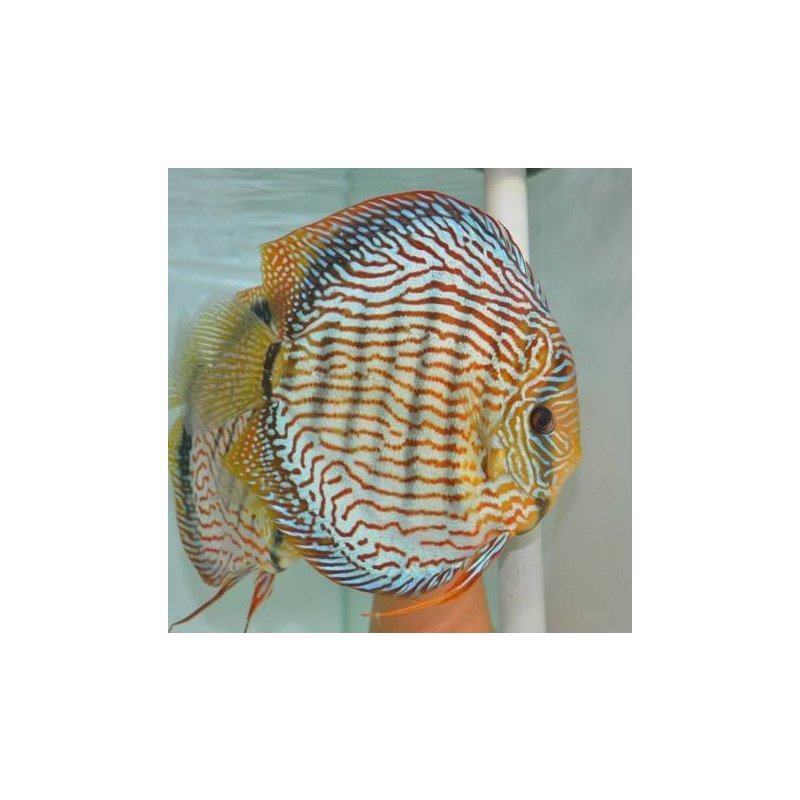 Tienda especializada en acuariofilia y acuario biotopo ...