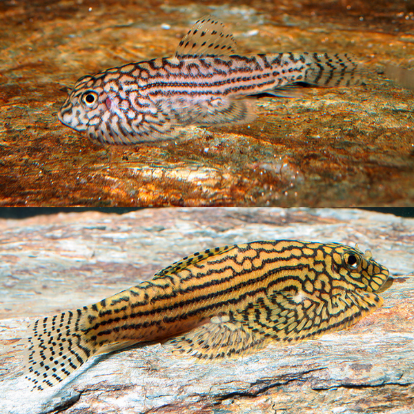 Sewellia Lineolata 2-3cm – FiremouthAquaristic