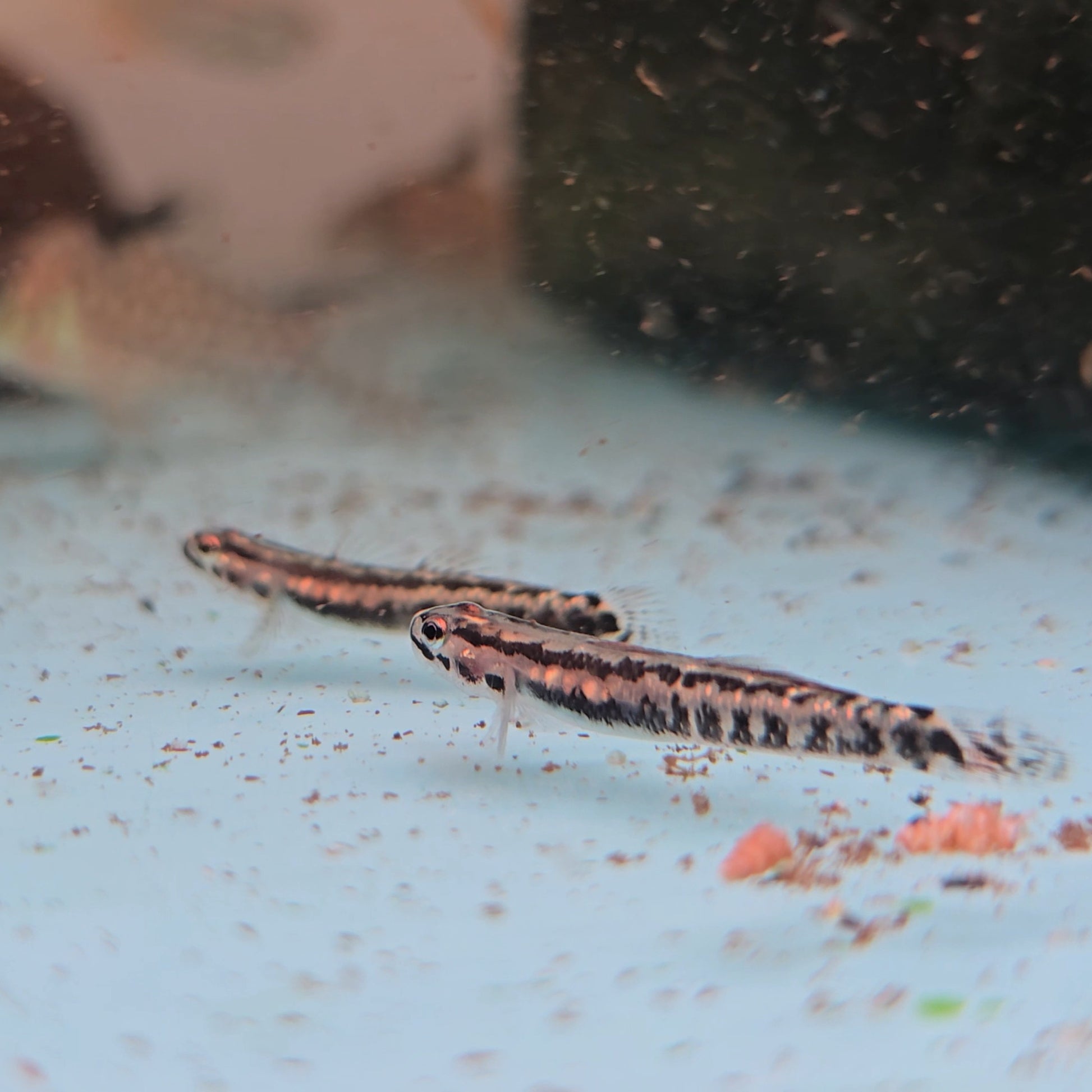 Stiphodon aureofuscus wild 3-4cm – FiremouthAquaristic