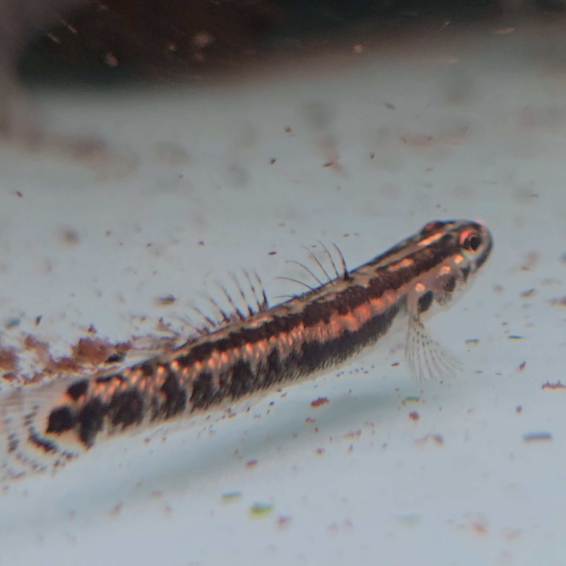 Stiphodon aureofuscus wild 3-4cm – FiremouthAquaristic