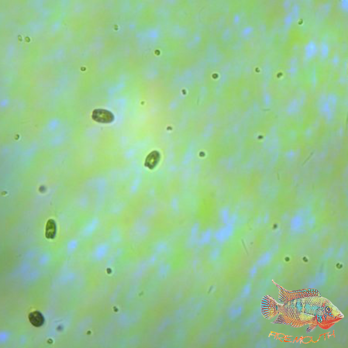 Fitoplancton para microfauna – FiremouthAquaristic